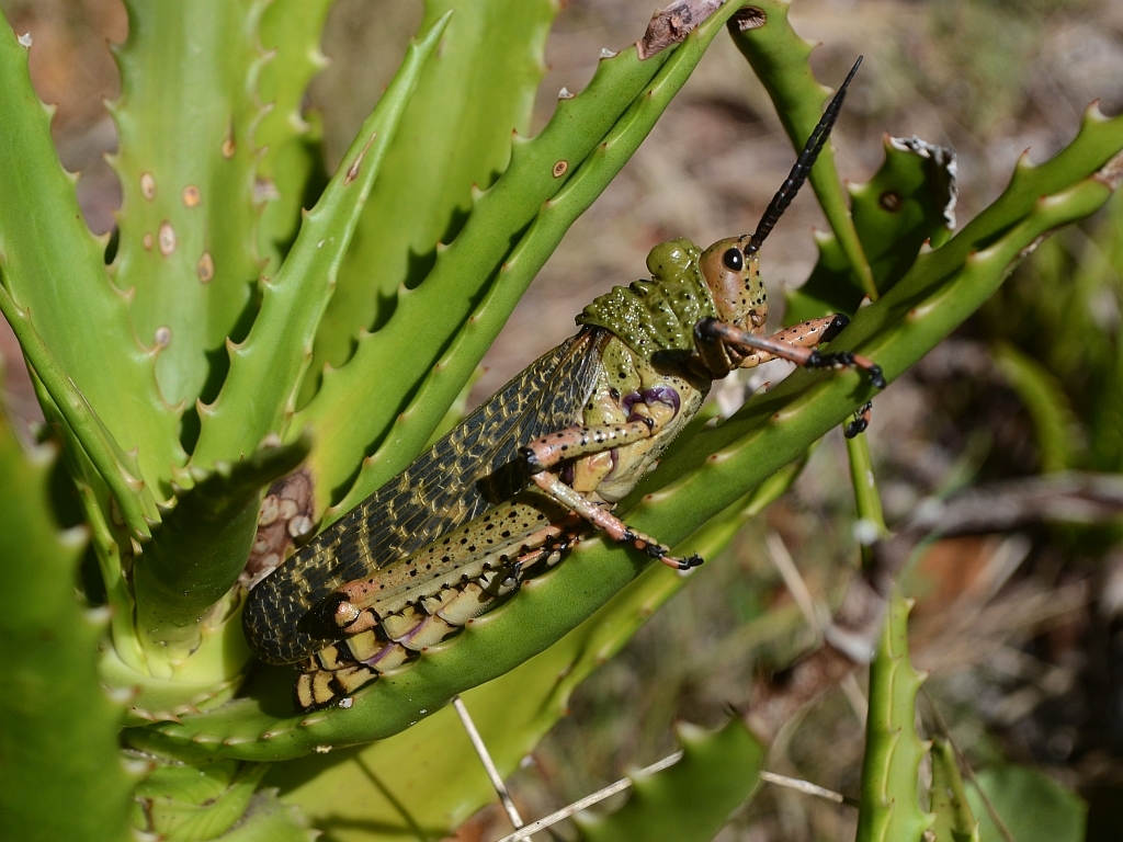 Phymateus leprosus (Fabricius, 1793)