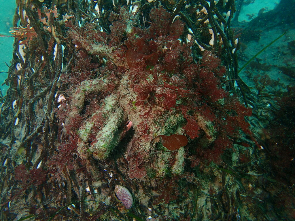 Moss Crab from Monterey County, CA, USA on February 17, 2023 at 11:28 ...