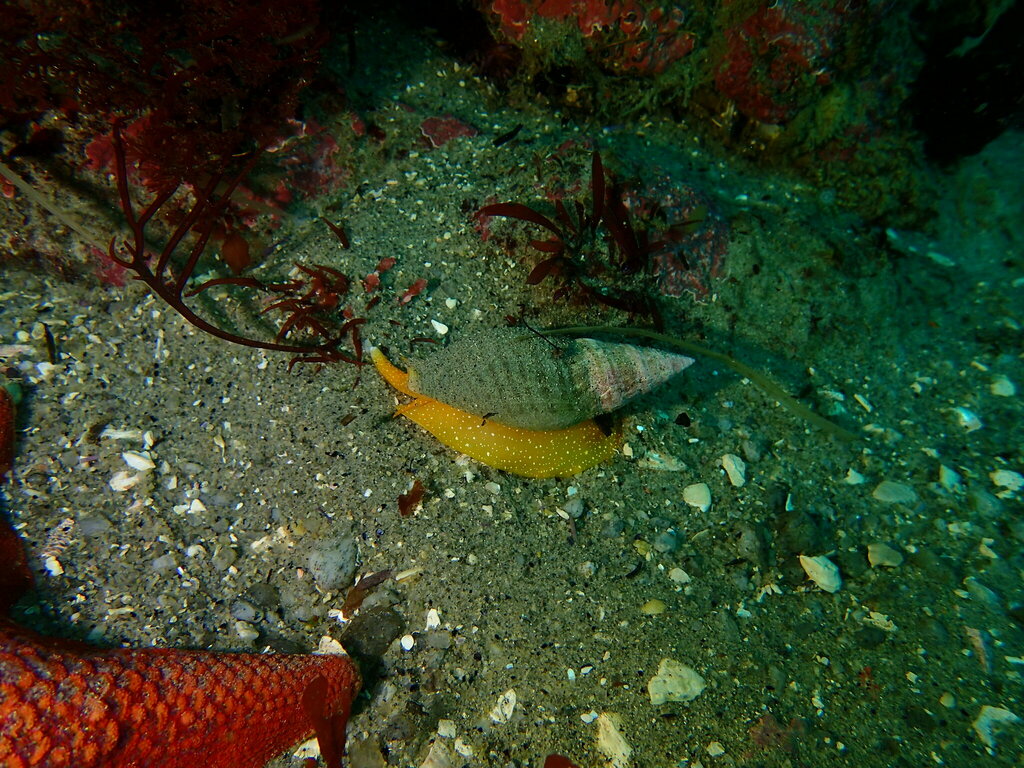 Megasurcula stearnsiana from Monterey County, CA, USA on February 17 ...