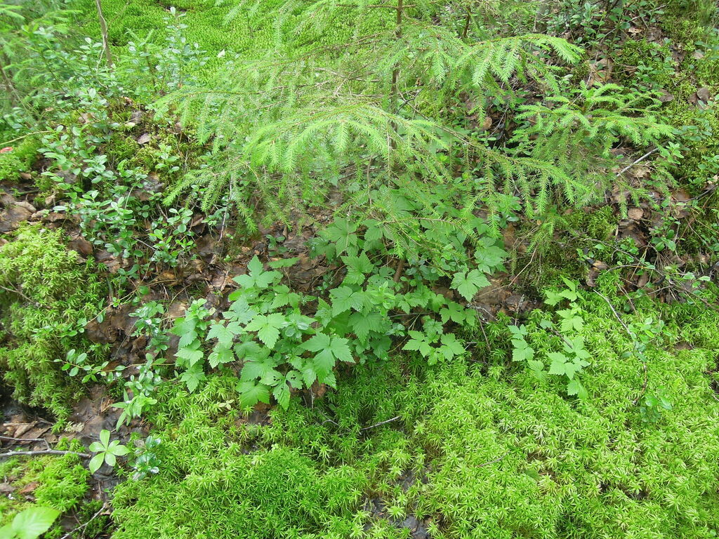 Rubus humulifolius from Солигаличский р-н, Костромская обл., Россия on ...