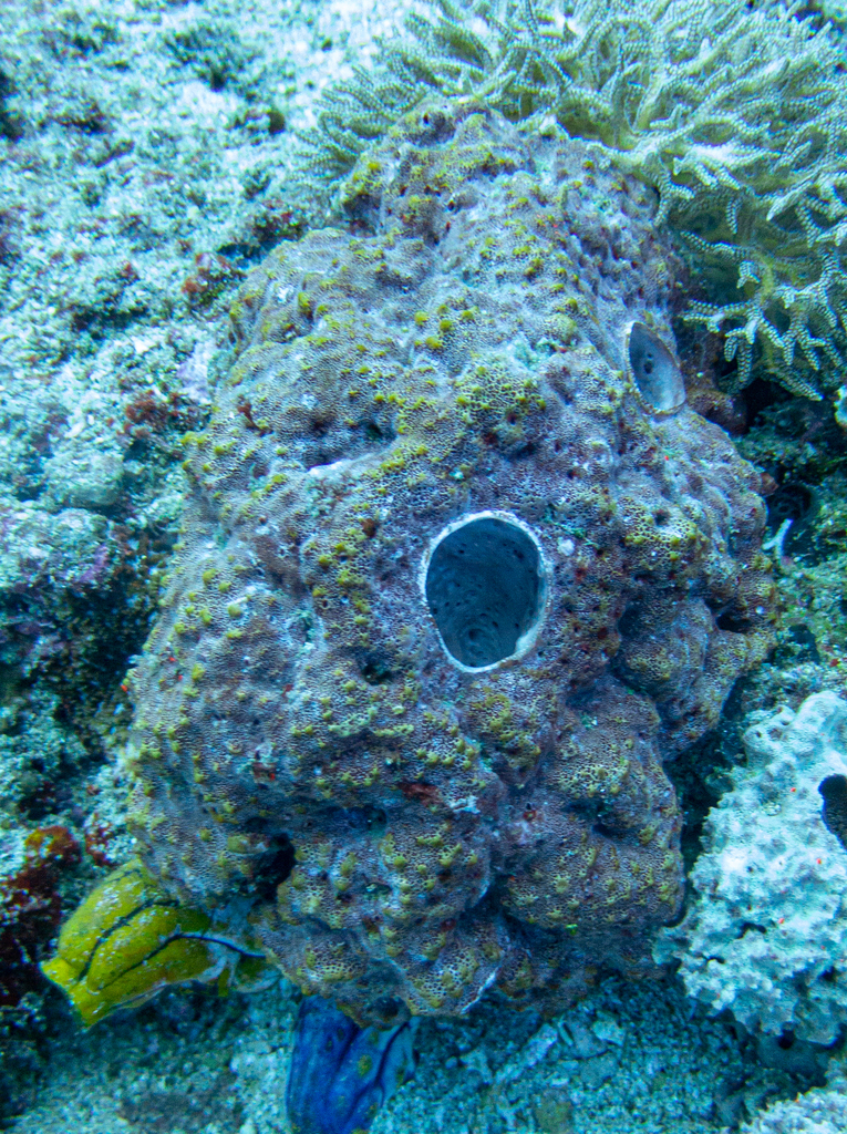 Sponges from Seram Bagian Timur, ID-MA, ID on November 23, 2022 at 02: ...