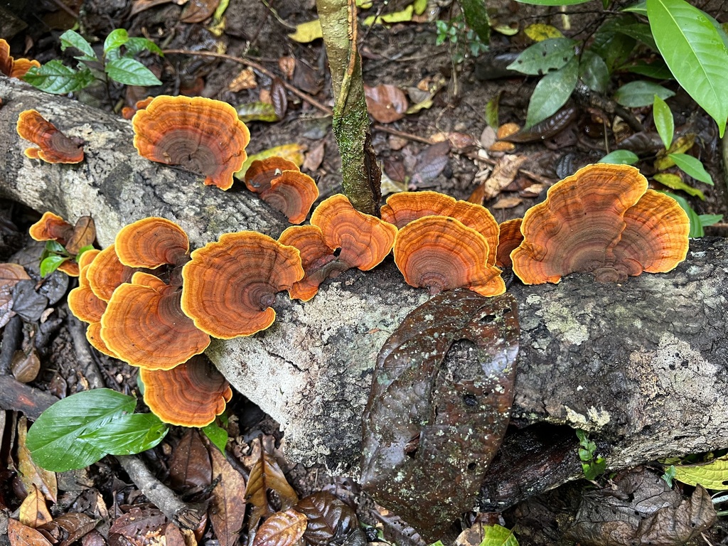 Stereum versicolor from Mount Carbine QLD 4871, Australia on October 08 ...