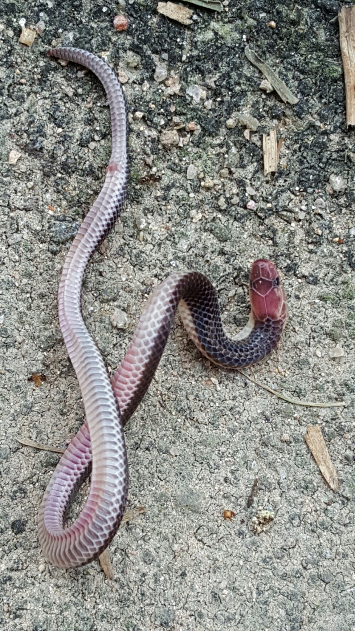 Calamaria schlegeli Duméril, Bibron & Duméril, 1854