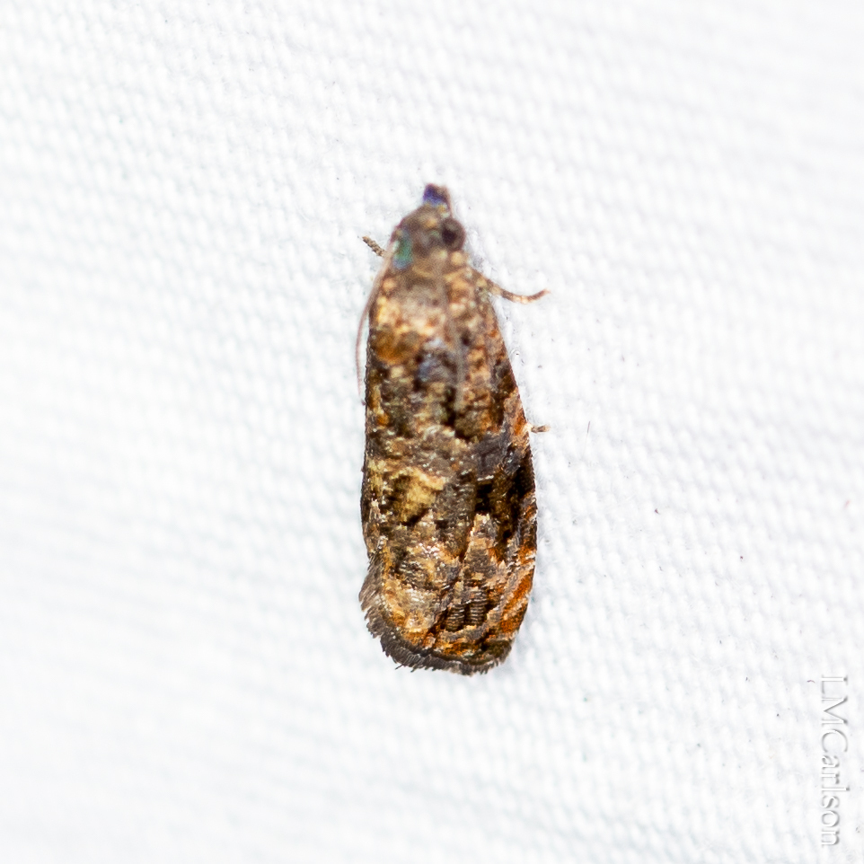 Verbena Bud Moth from Person County, NC, USA on September 21, 2022 at ...