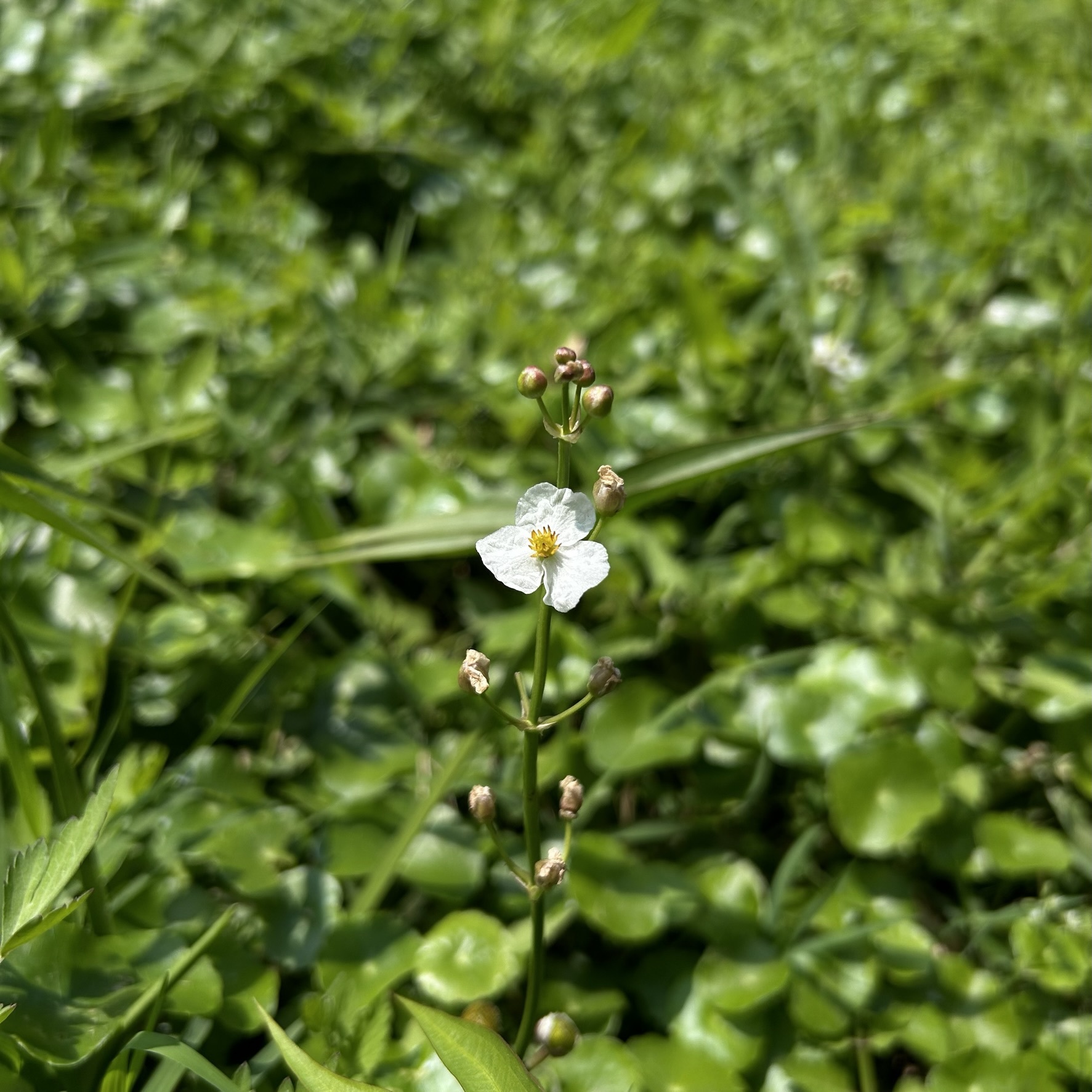 Sagittaria trifolia L.