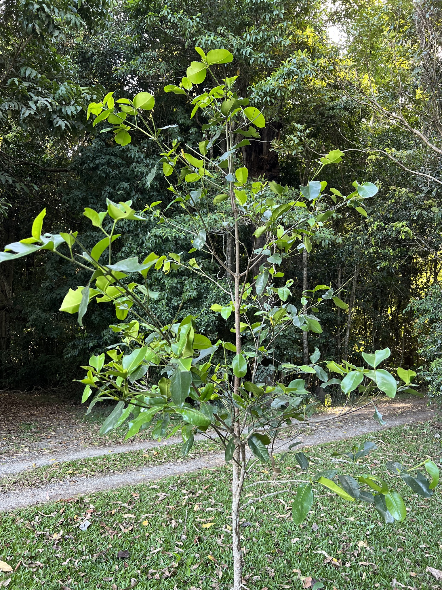 Carallia brachiata (Lour.) Merr.