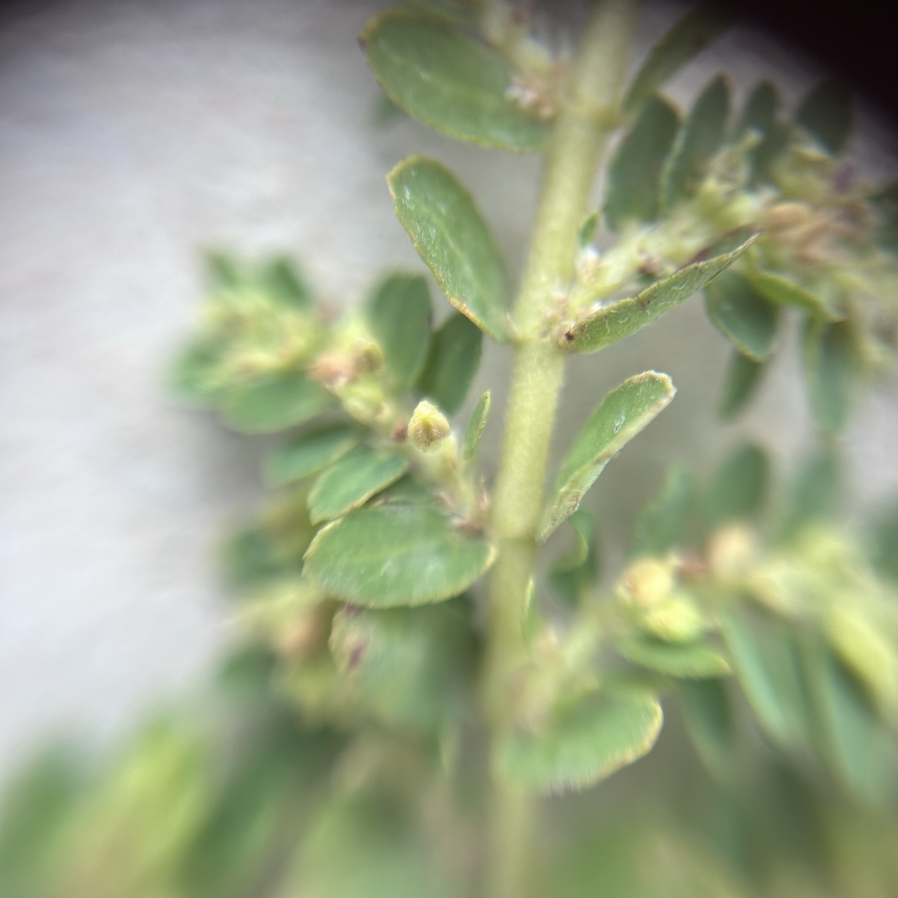 Euphorbia thymifolia L.