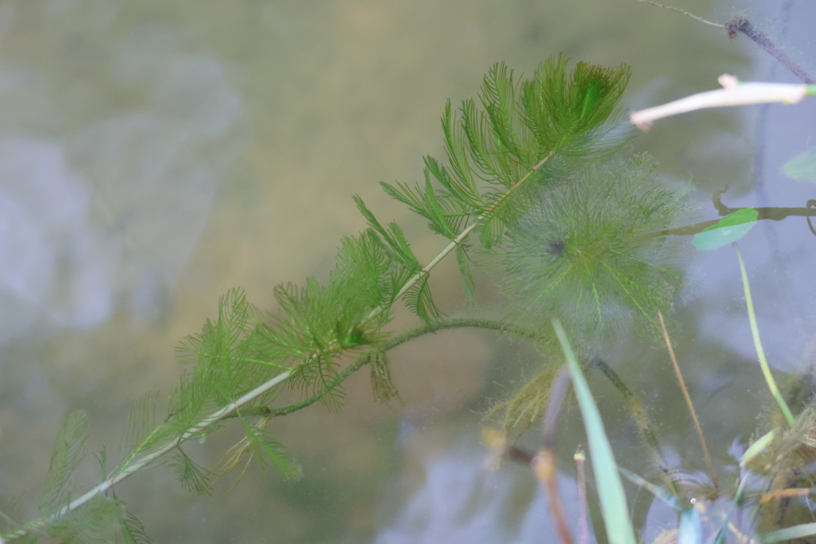 Myriophyllum spicatum L.