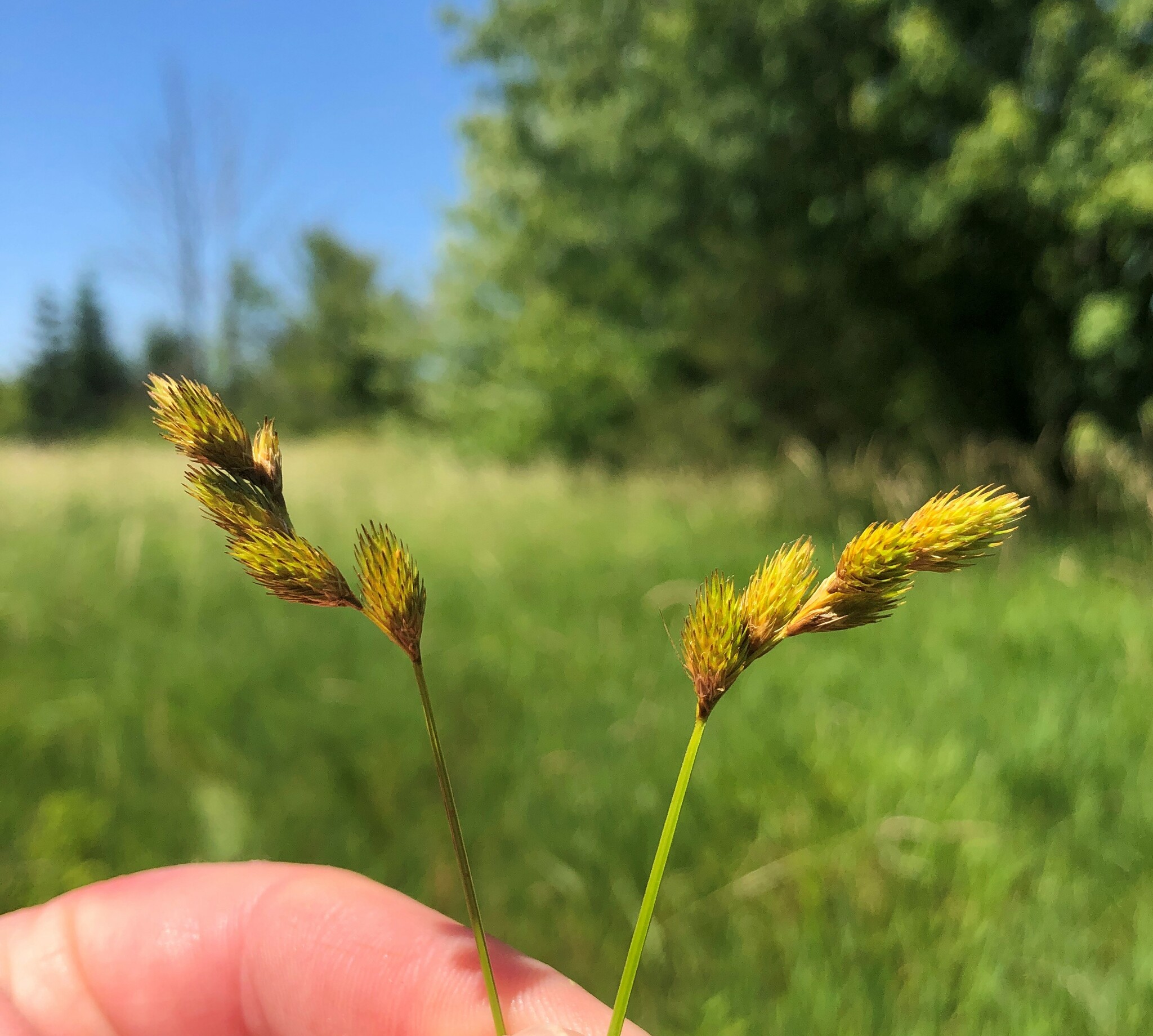 Carex scoparia Schkuhr ex Willd.