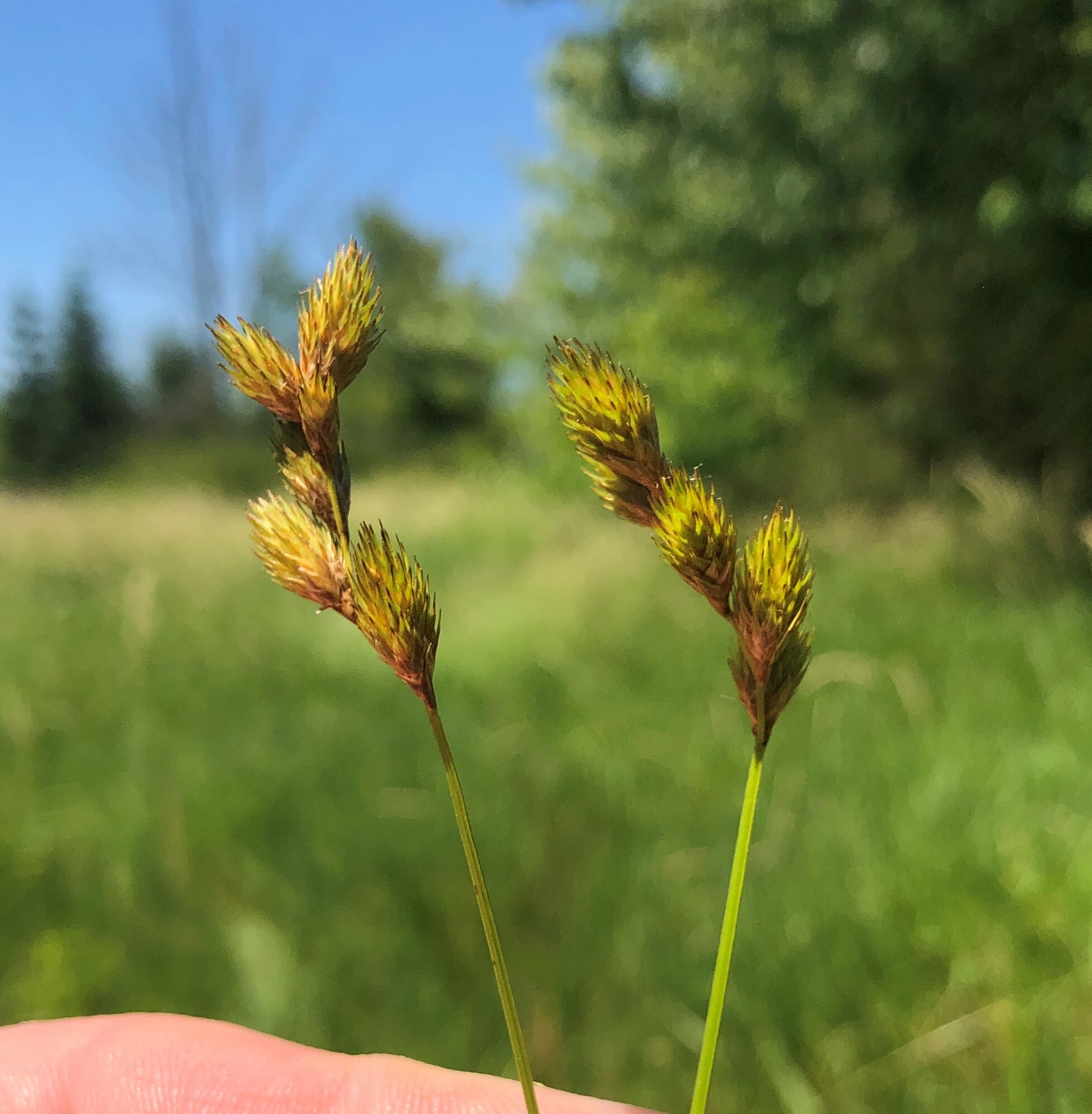 Carex scoparia Schkuhr ex Willd.