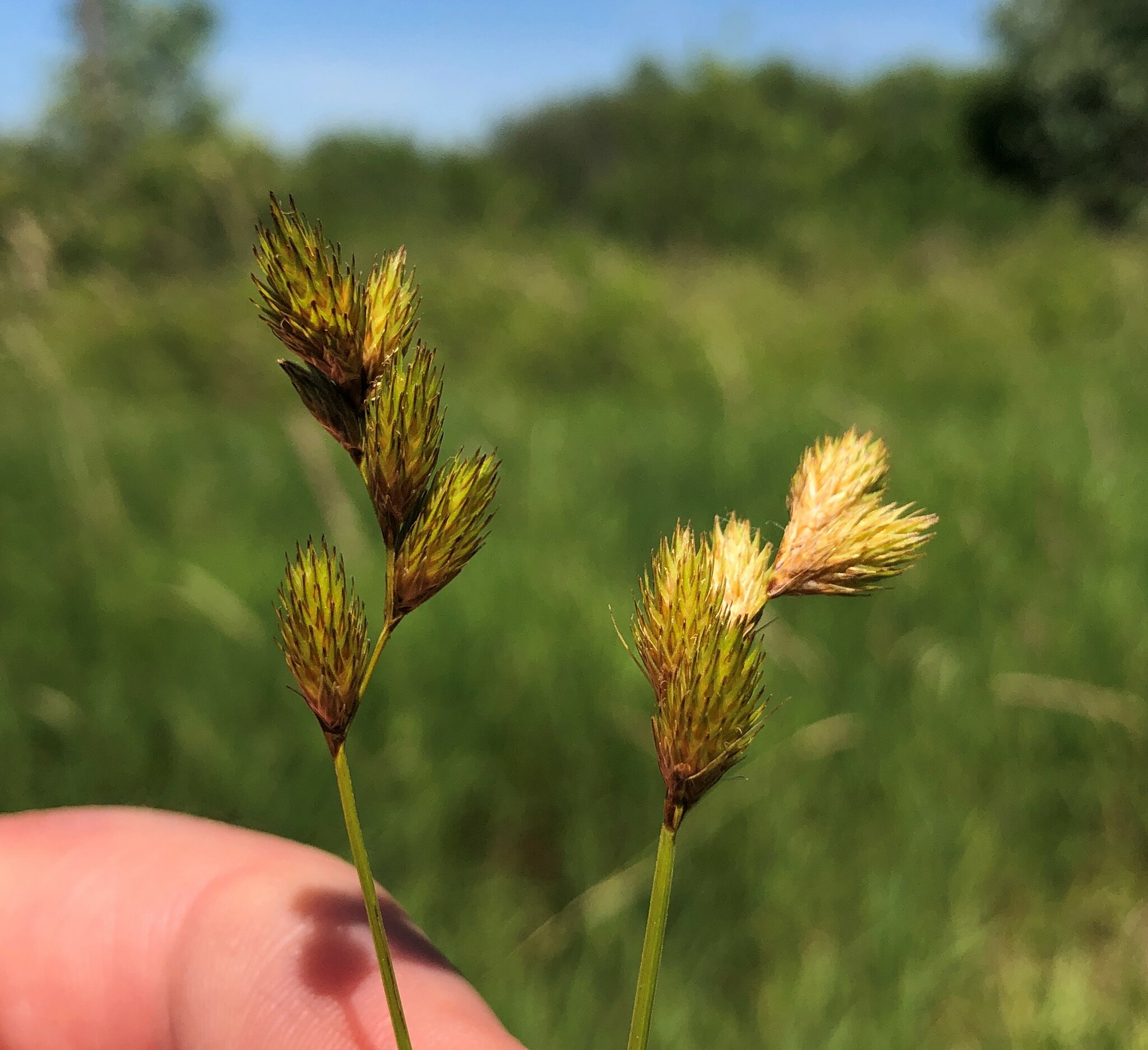 Carex scoparia Schkuhr ex Willd.