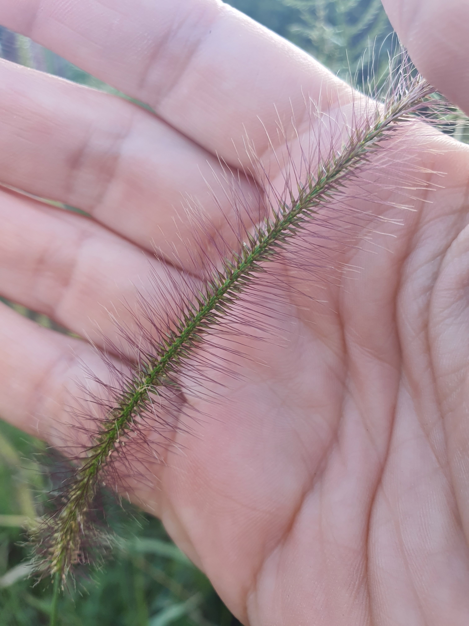 Perotis patens Gand.