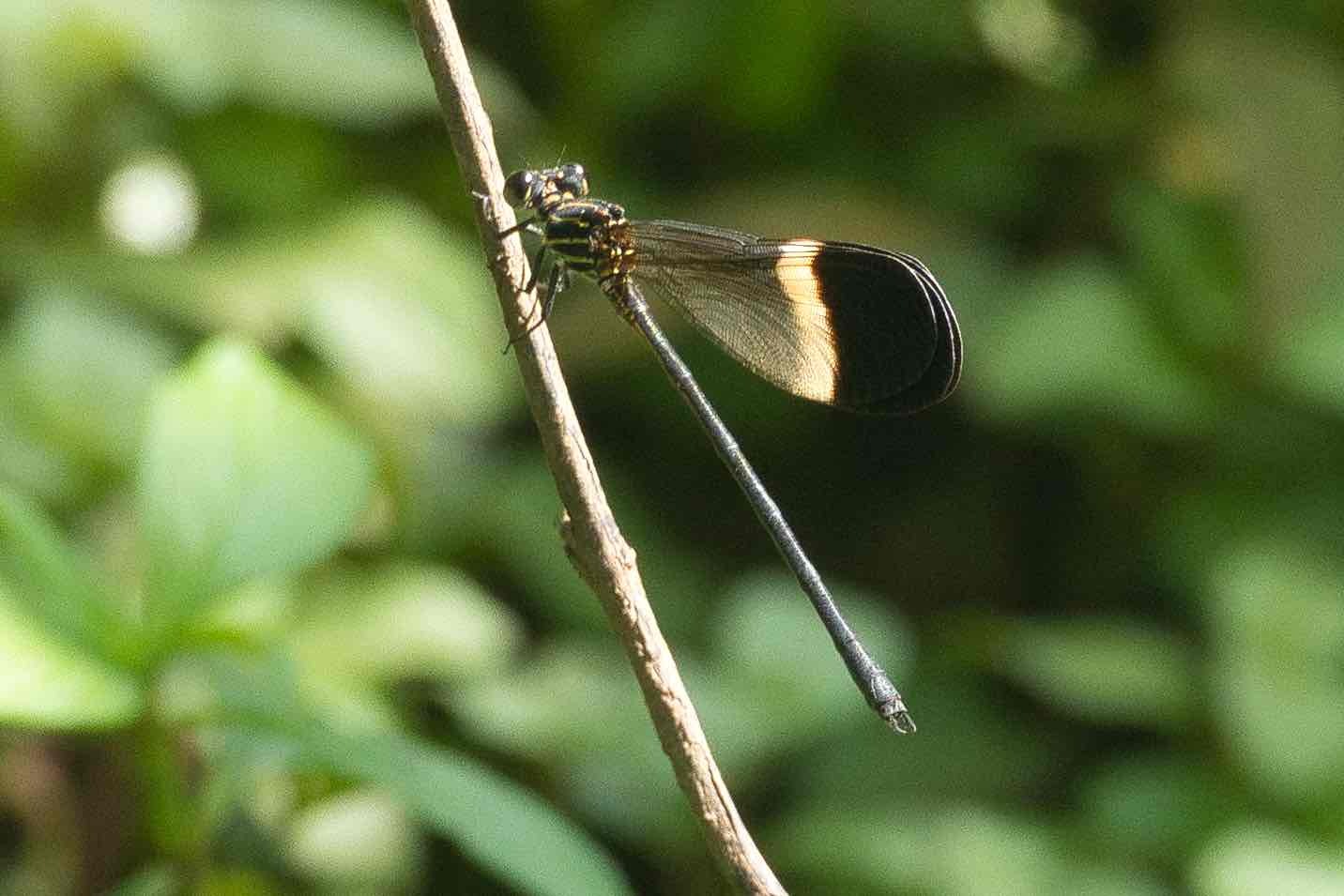 Polythoridae