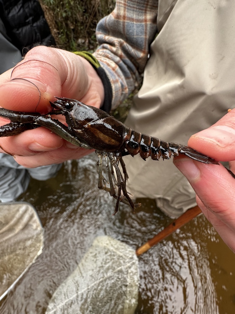 Sly Crayfish from Red Creek, Bear Fork Rd., Mobile Co., AL, USA on ...