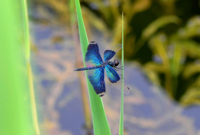 Butterfly Flutterer from 中国河南省郑州市金水区郑州龙湖商业圈 邮政编码: 450046 on August 12 ...