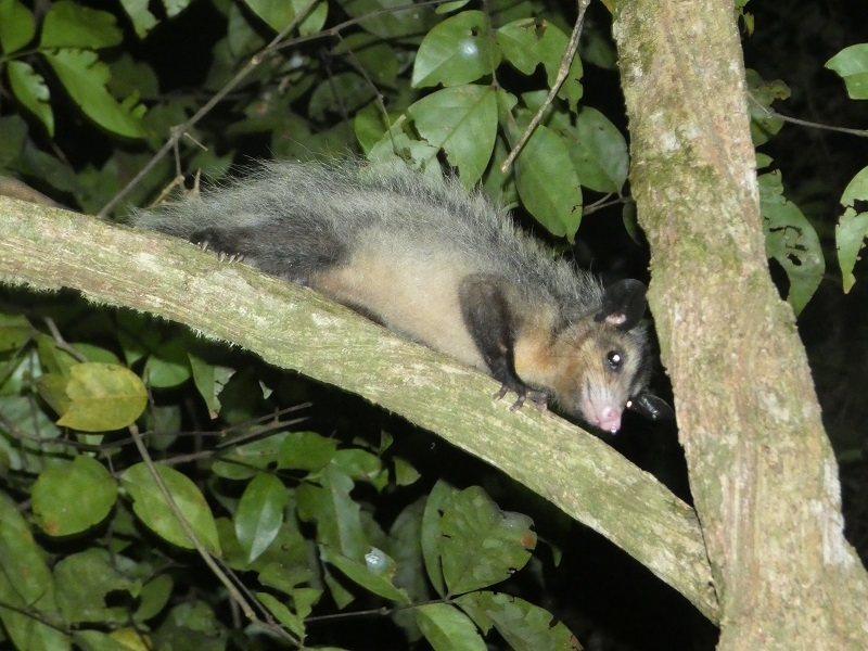 Didelphis marsupialis Linnaeus, 1758