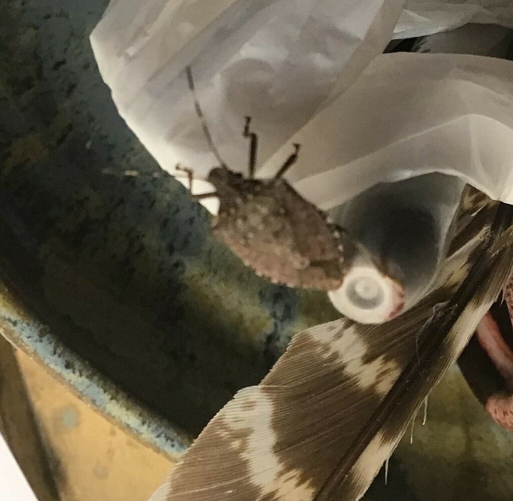 Brown Marmorated Stink Bug from Newport, RI, USA on February 14, 2023 ...