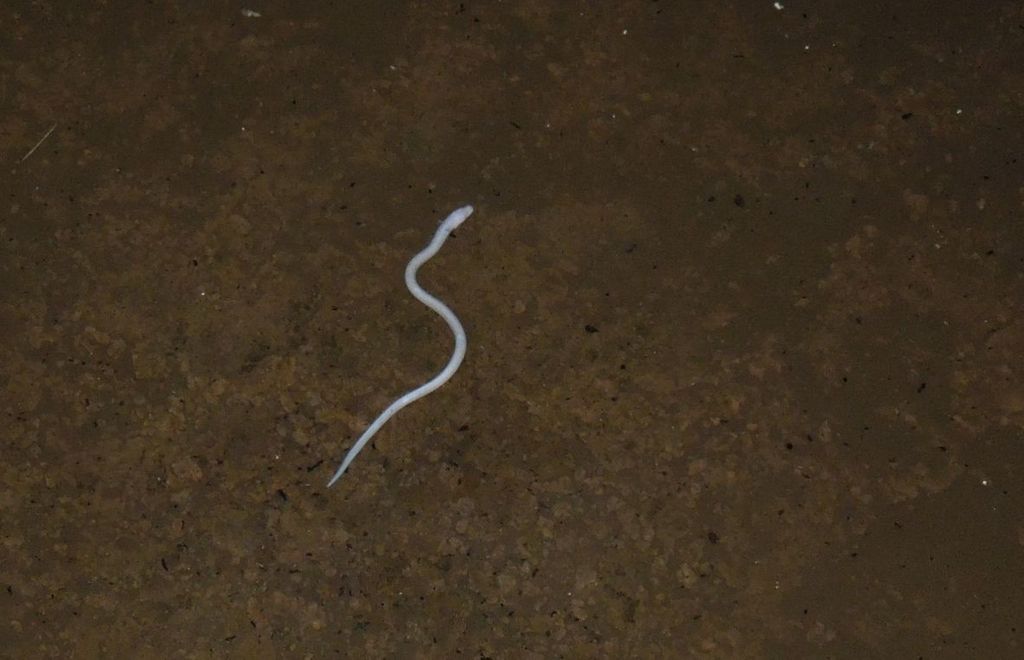 Blind Swamp Eel (Ophisternon infernale) - Marine Life Identification
