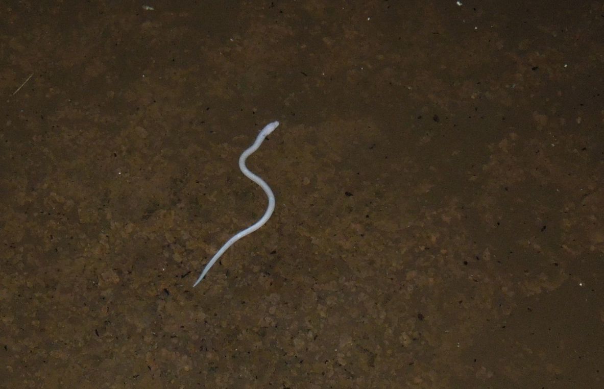Ophisternon infernale (Hubbs, 1938)