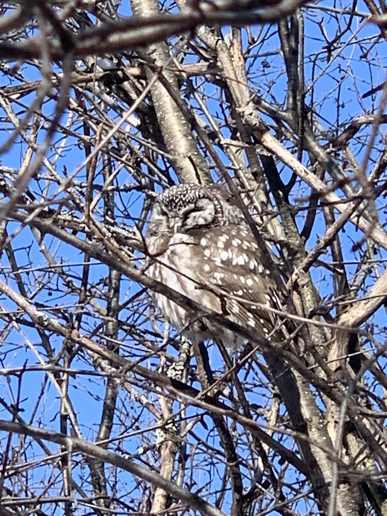 Boreal Owl in February 2023 by Jon P. Ruddy · iNaturalist