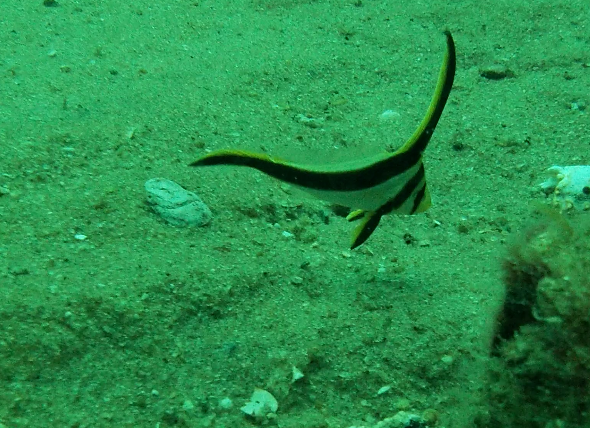 Jackknife fish from Myrtle Beach, SC, USA on August 10, 2022 at 12:00 ...
