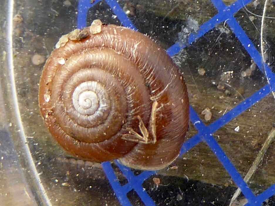 Trochulus hispidus (Linnaeus, 1758)