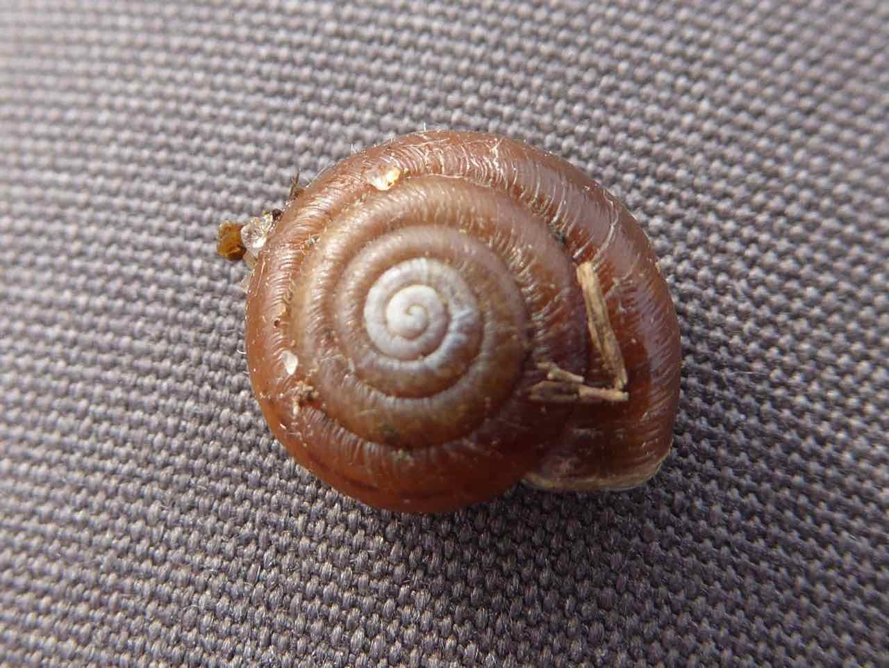 Trochulus hispidus (Linnaeus, 1758)