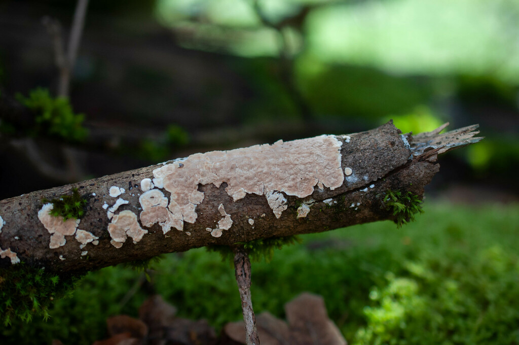 tear dropper from Saint-Imier, Suisse on February 24, 2023 at 02:00 PM ...