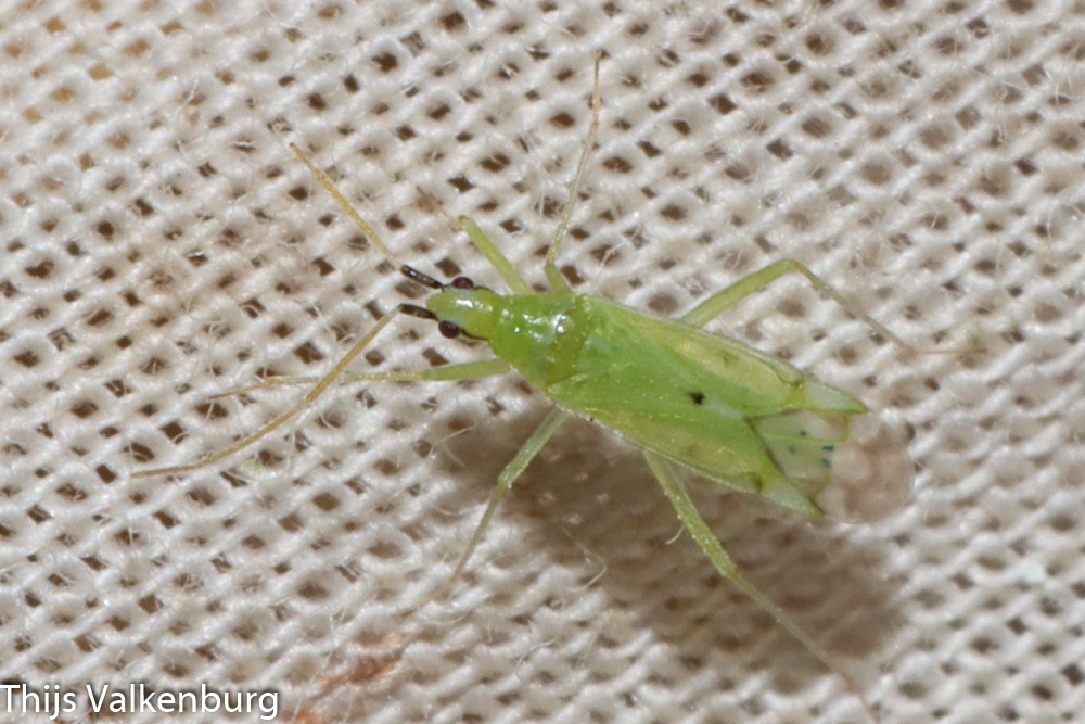 Macrolophus melanotoma (A.Costa, 1853)