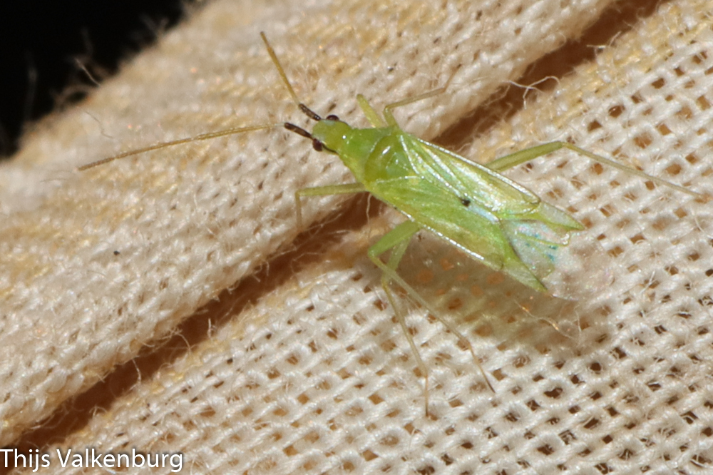 Macrolophus melanotoma (A.Costa, 1853)