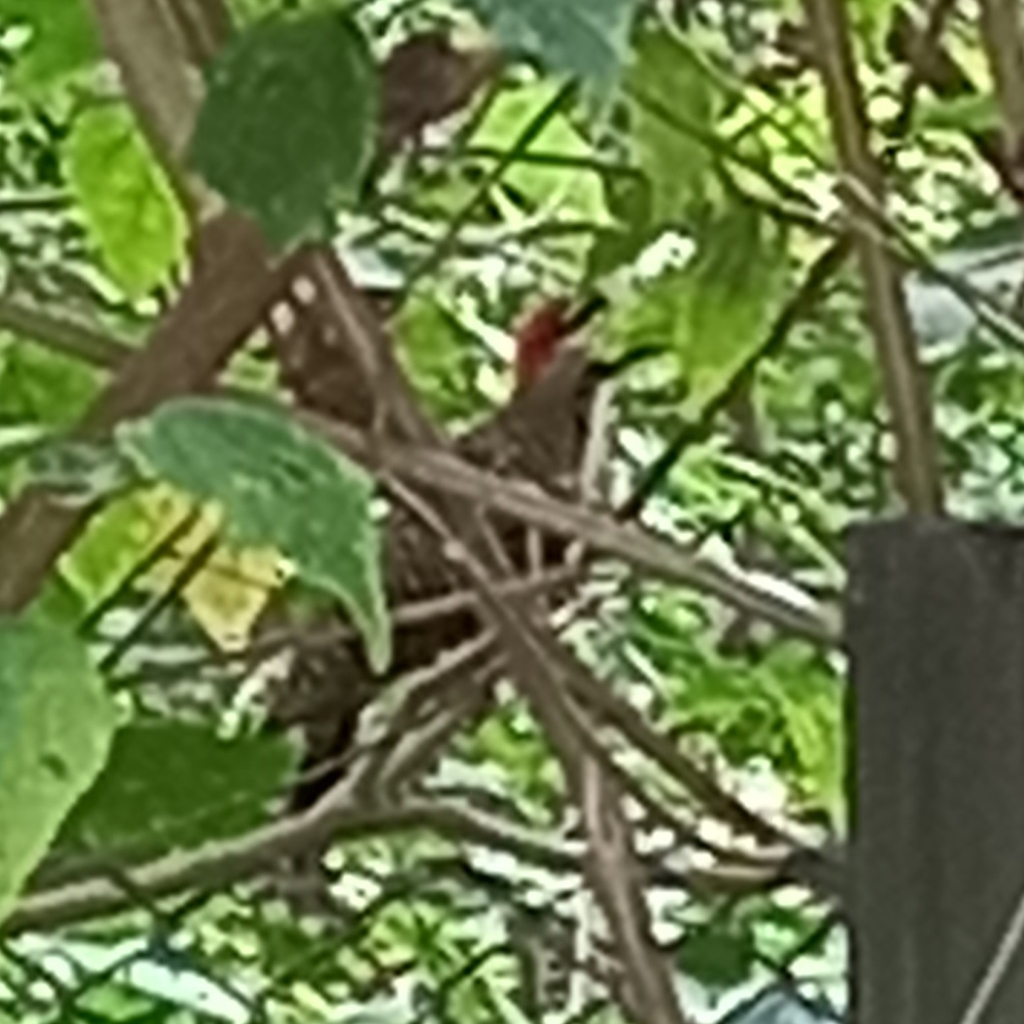 Green-barred Woodpecker from São Paulo, BR-SP, BR on February 25, 2023 ...