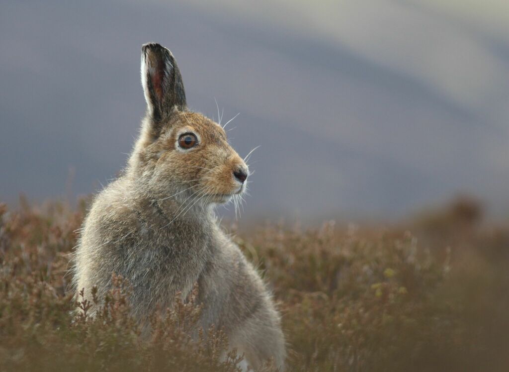 Mountain Hare from Aberdeenshire, UK on May 12, 2020 at 05:15 PM by ...