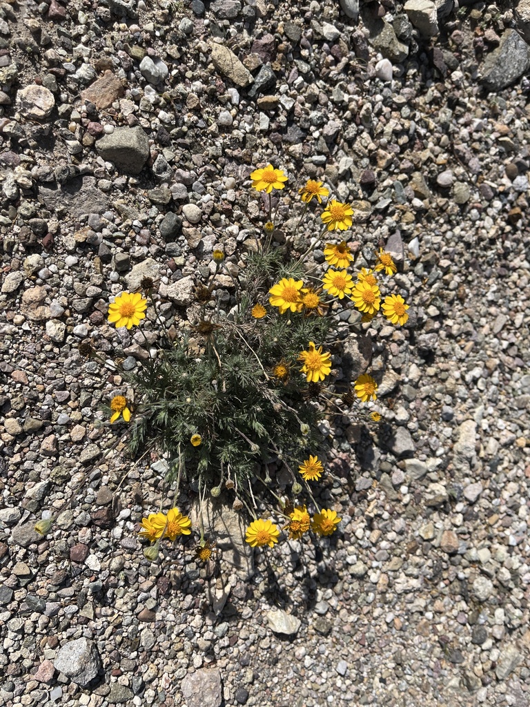 Parralena from W Paseo Del Barranco, Tucson, AZ, US on February 24 ...