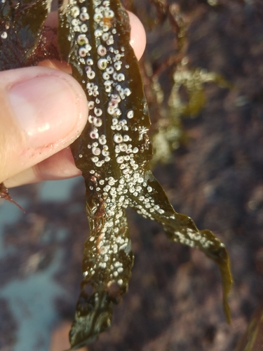 Spirorbis spirillum · iNaturalist