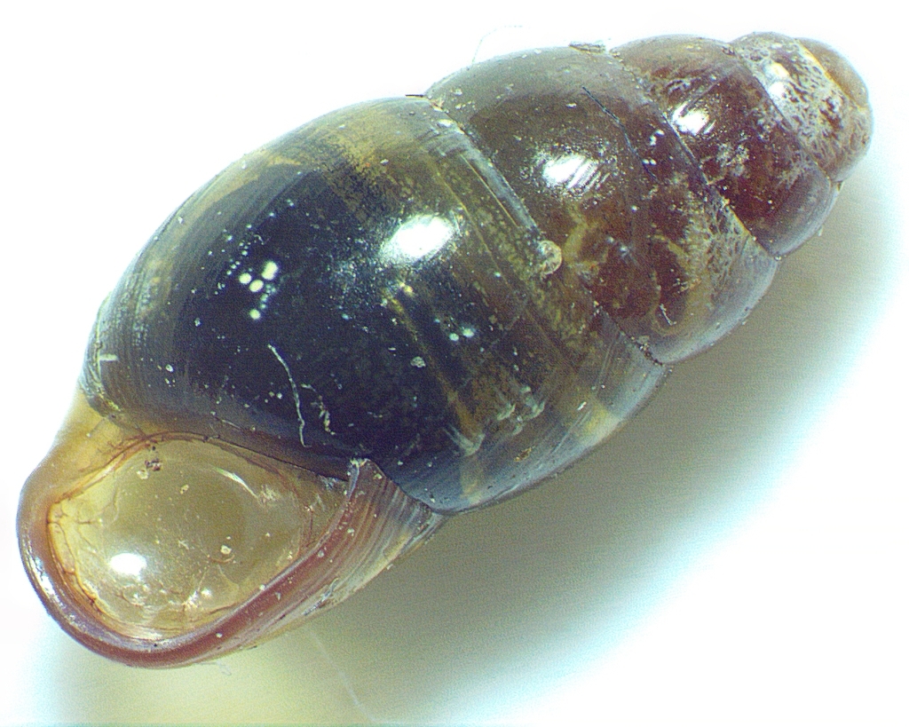 Cochlicopa A.Férussac, 1821