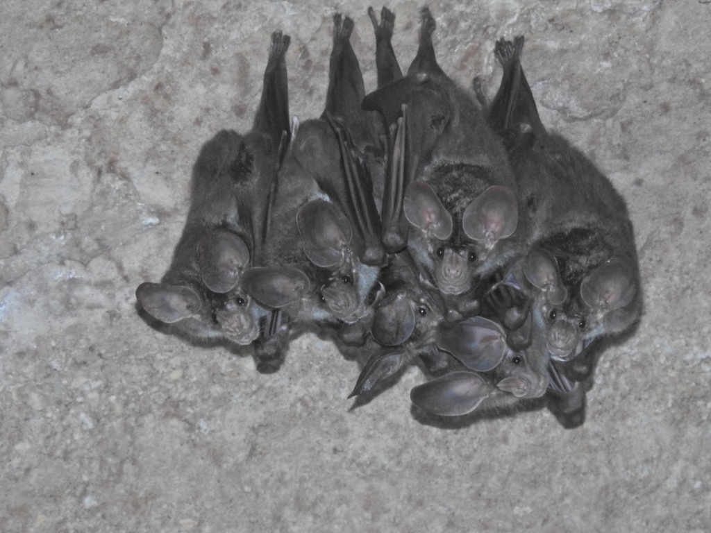 Big-eared Woolly Bat from Pocone, MT, BR on February 23, 2023 at 09:01 ...