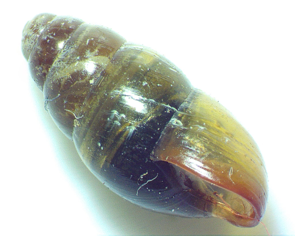 Cochlicopa A.Férussac, 1821