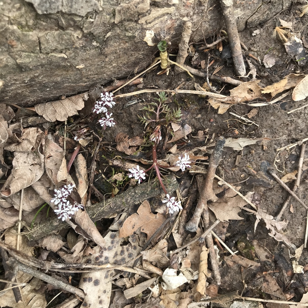 harbinger of spring from Delaware County, US-OK, US on February 25 ...