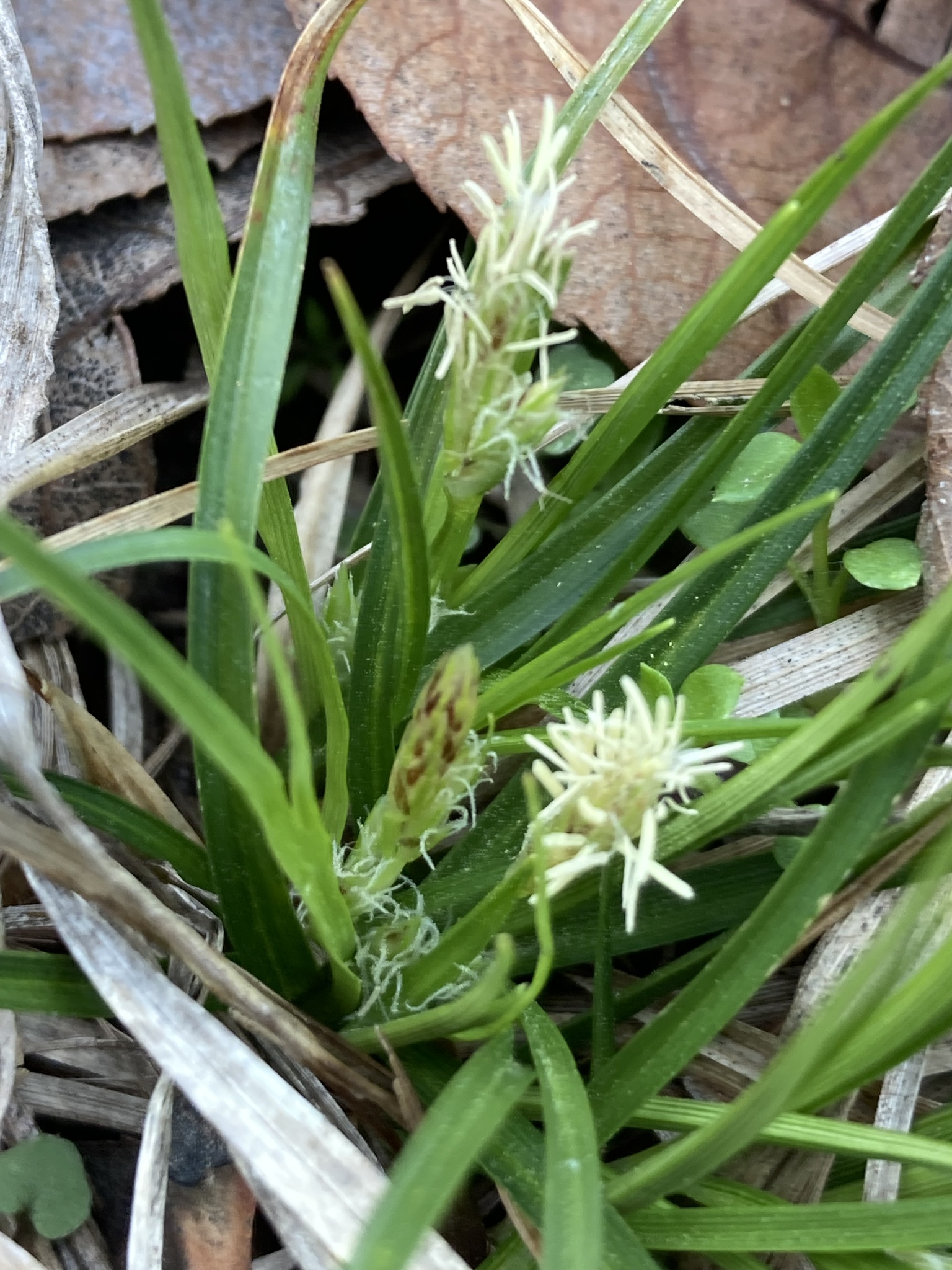 Carex albicans Willd. ex Spreng.