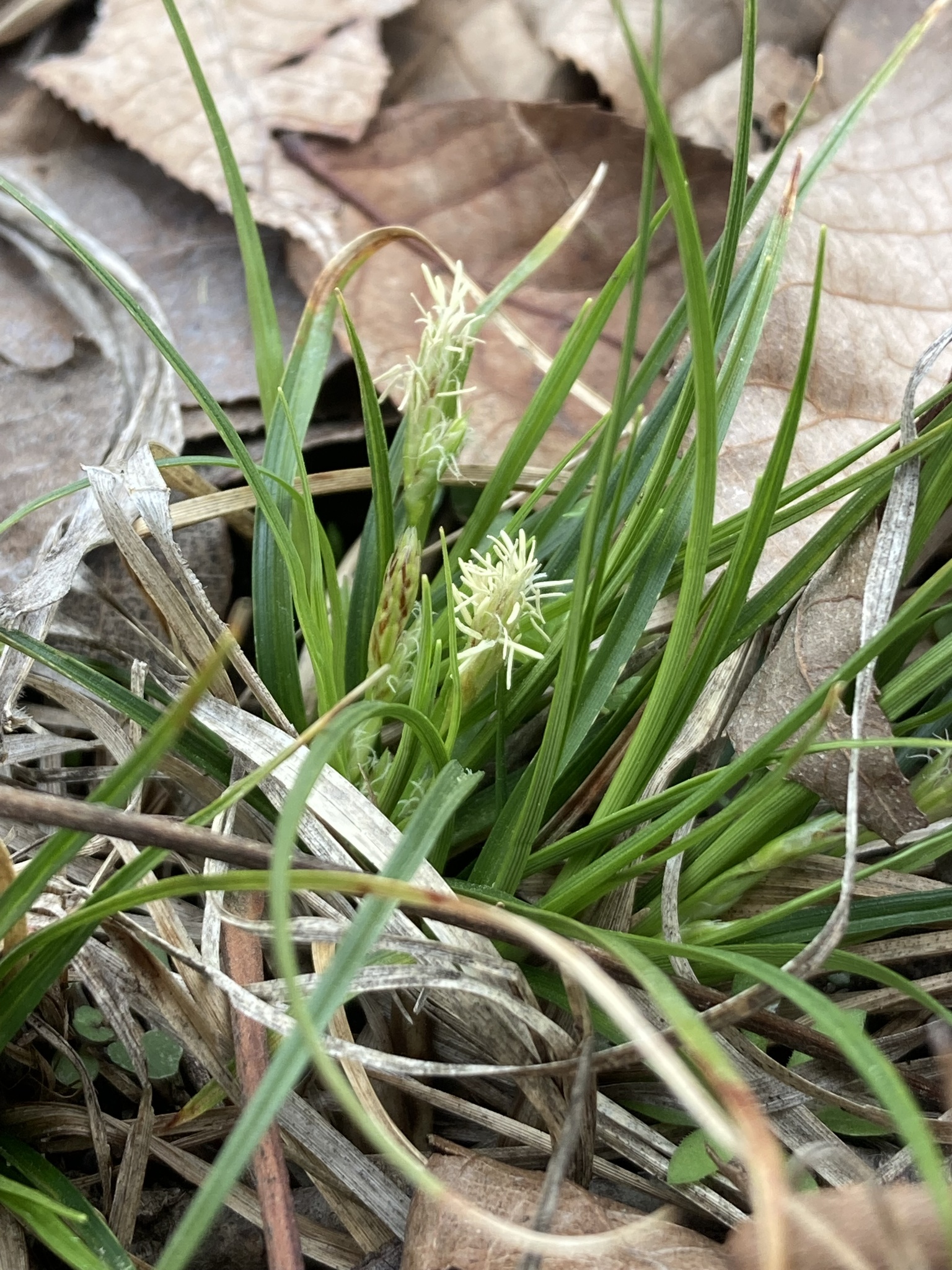 Carex albicans Willd. ex Spreng.
