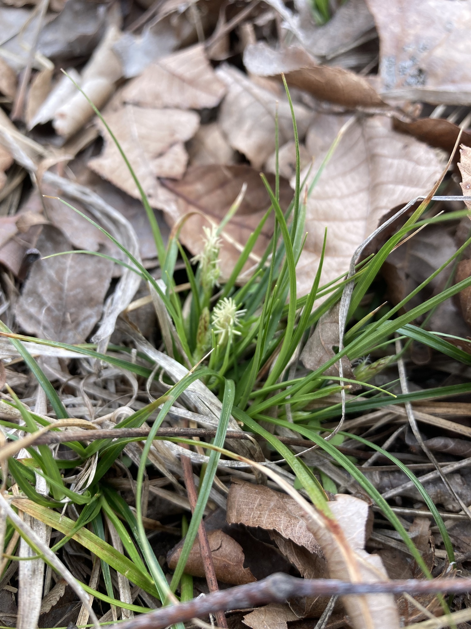 Carex albicans Willd. ex Spreng.