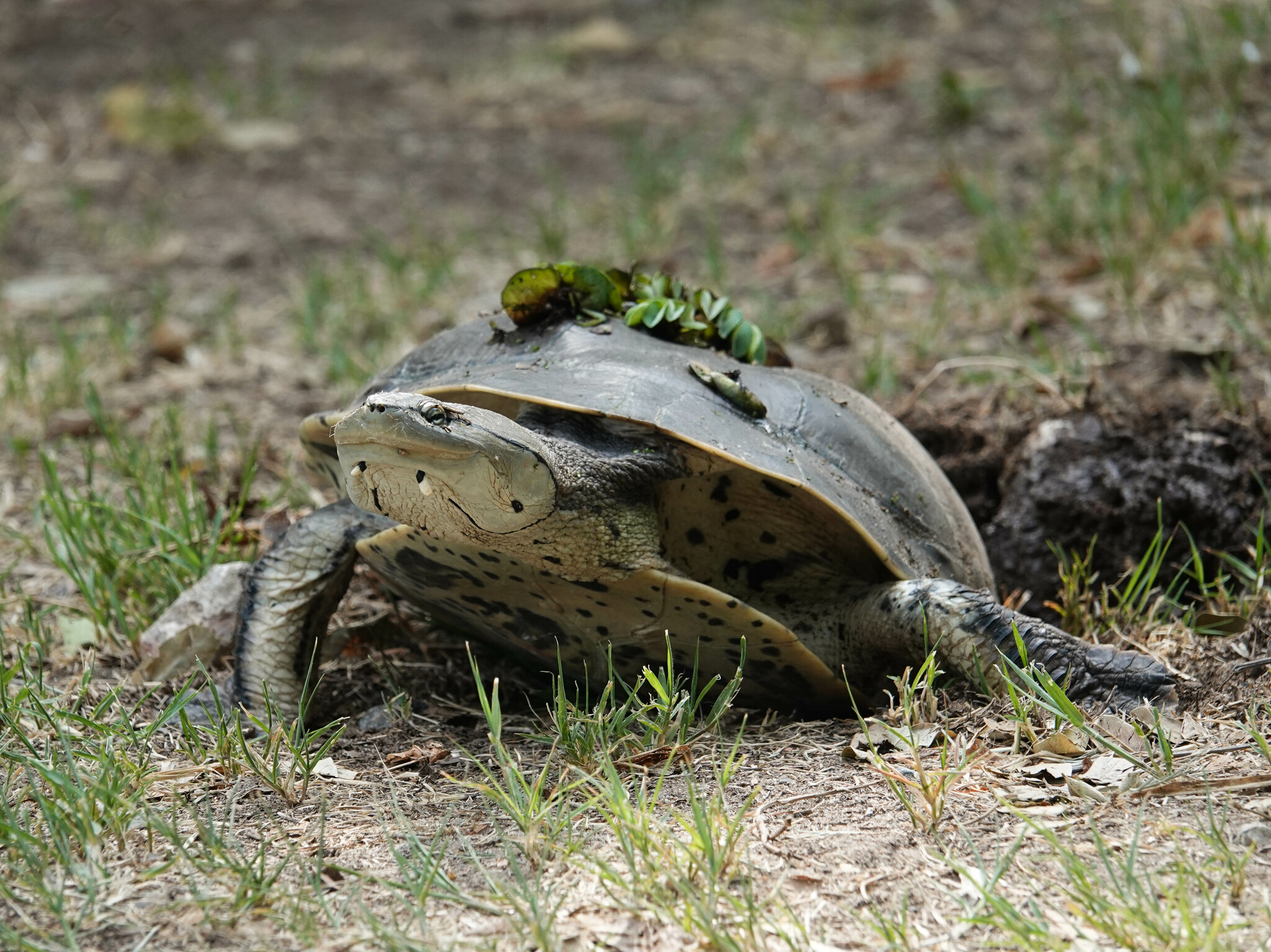 Phrynops hilarii (Duméril & Bibron, 1835)