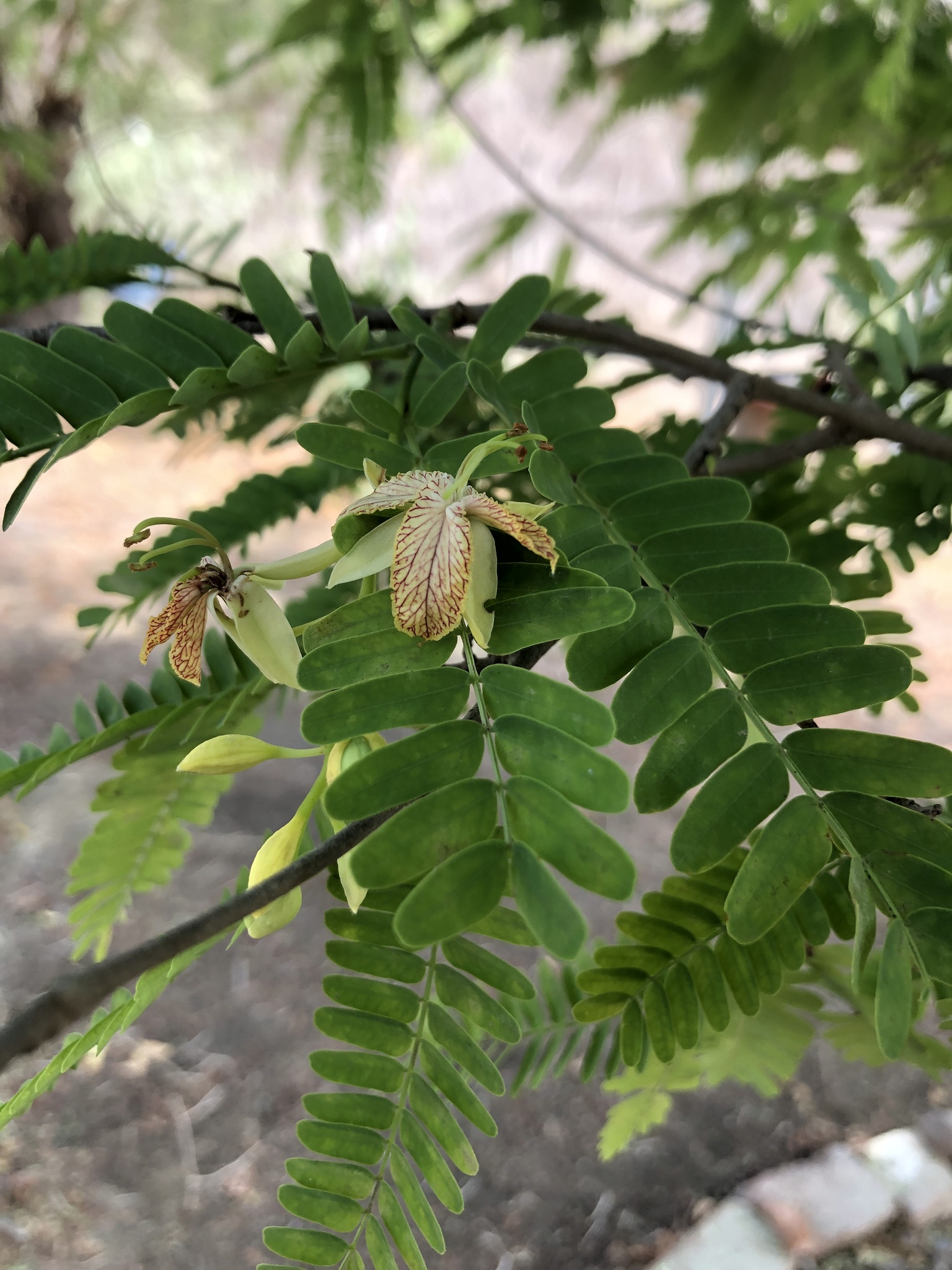 Tamarindus indica L.