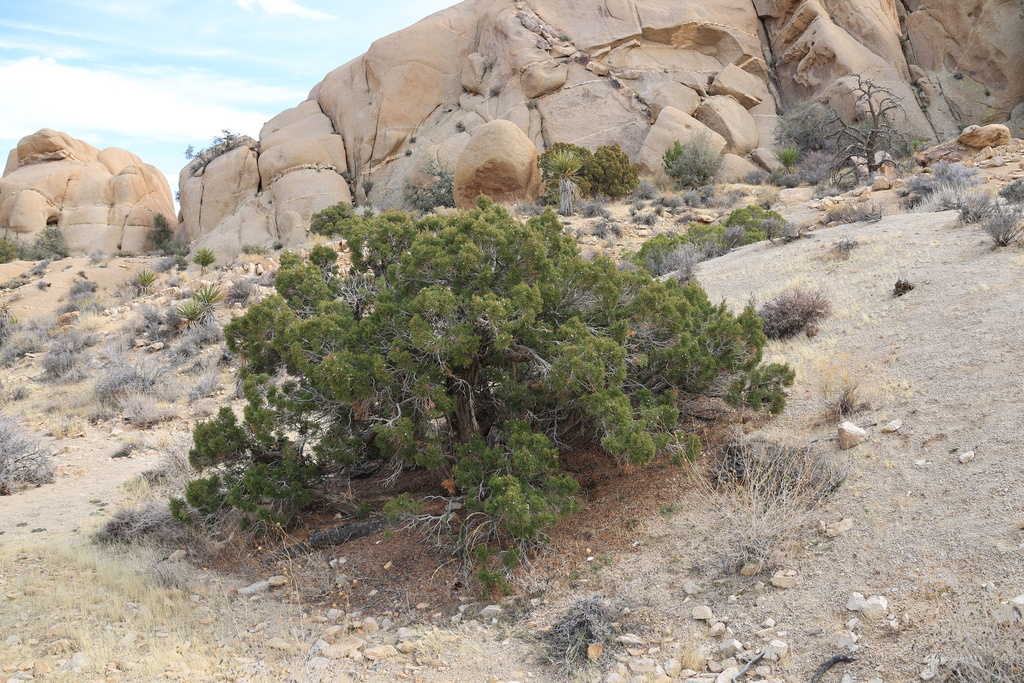 California juniper from Joshua Tree National Park, Desert Hot Springs ...