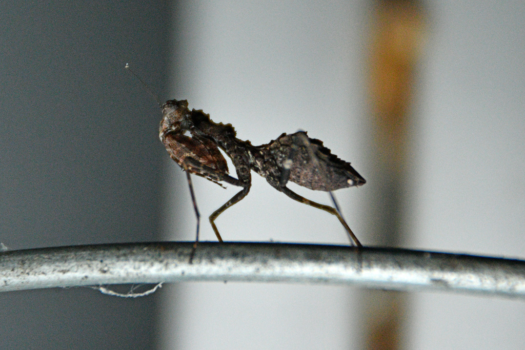 Boxer Bark Mantises from Top Camp QLD 4350, Australia on February 25 ...