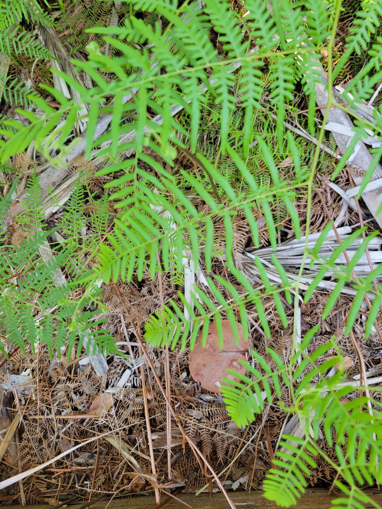 Pteridium caudatum (L.) Maxon