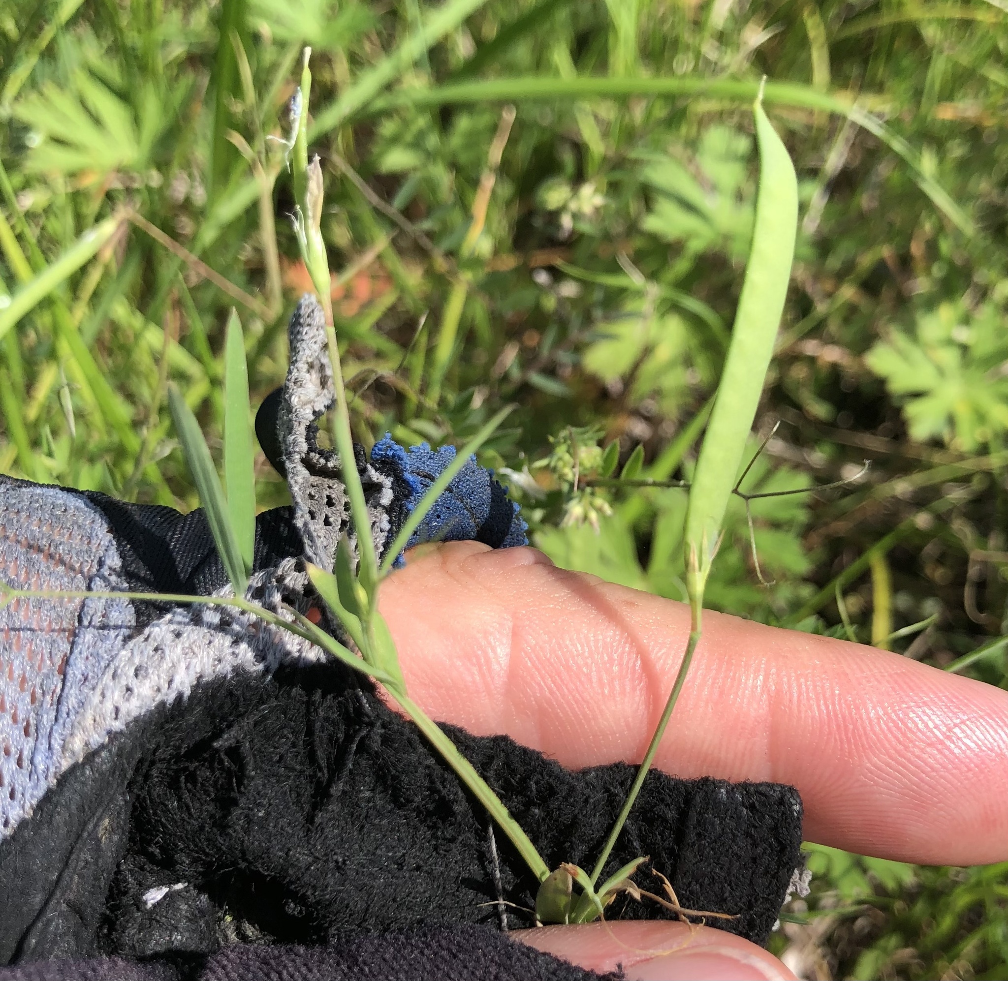 Lathyrus pusillus Elliott