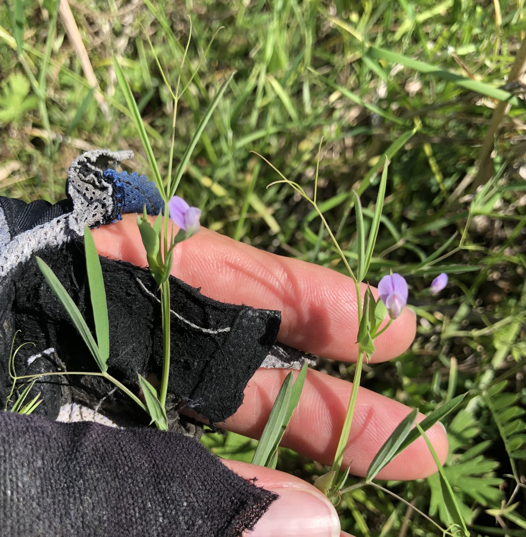 Lathyrus pusillus Elliott