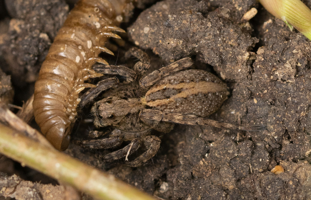 White-banded Fox Spider from Sevilla, España on February 25, 2023 at 09 ...