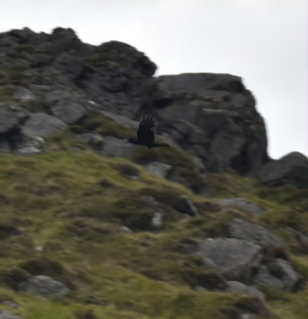 Common Raven from Commons, Co. Louth, Ireland on June 2, 2022 at 01:33 ...